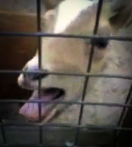 Screaming Goats That Sound Like Terrified Humans