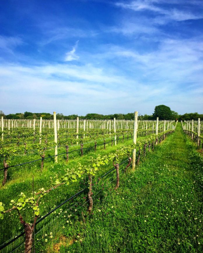 Long Island Wineries & Vineyards Guide