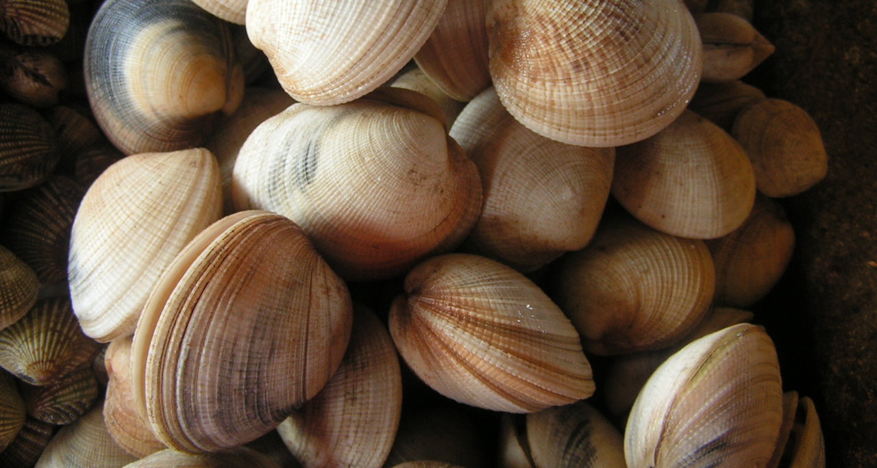 NY Spends $10M on Shellfish to Improve Long Island Water Quality