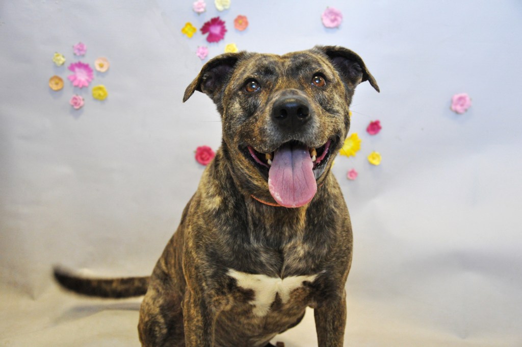 Princess Ariel Among Dogs Up for Adoption at Long Island Shelters