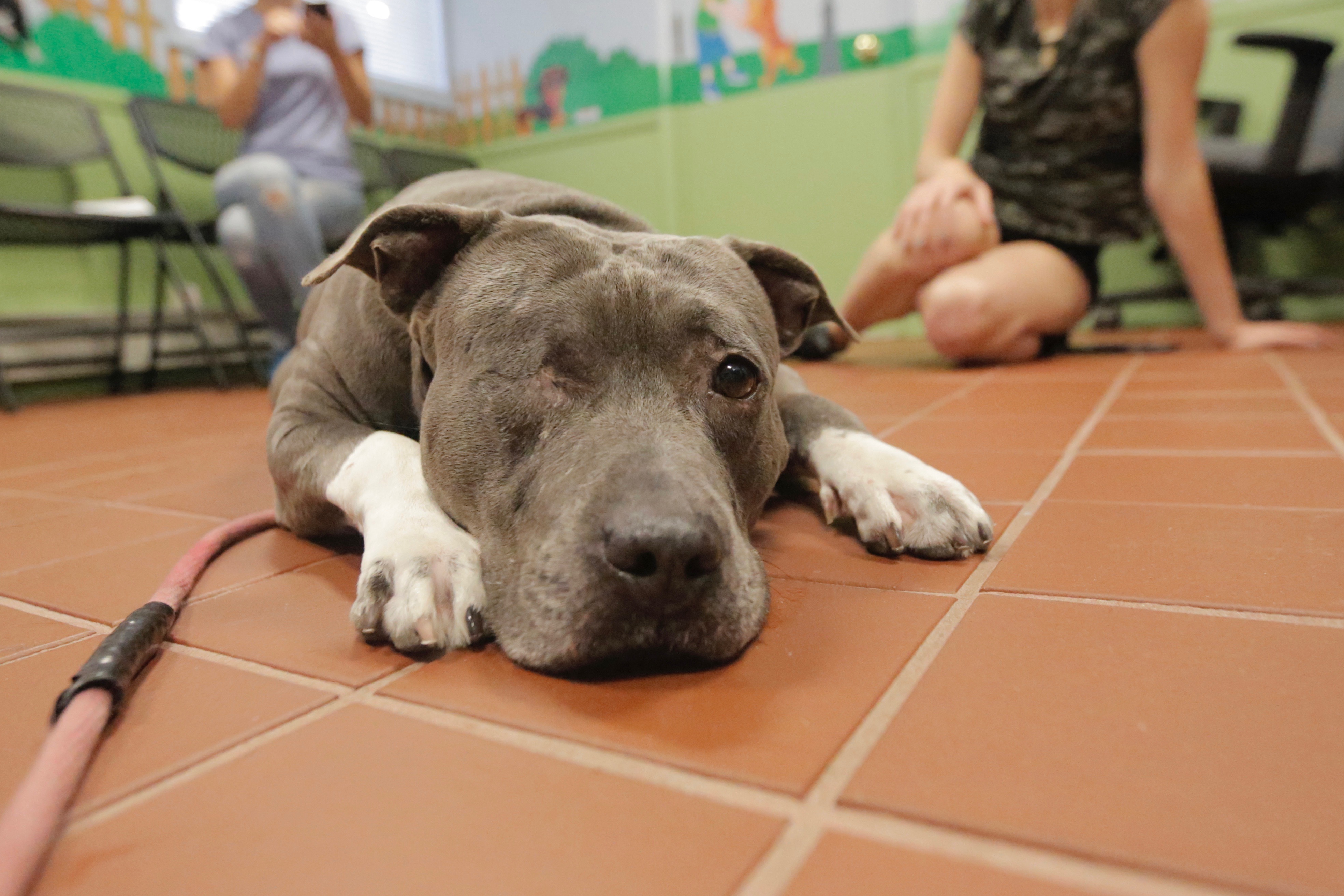 Roxanne Among Dogs Seeking Homes on Long Island