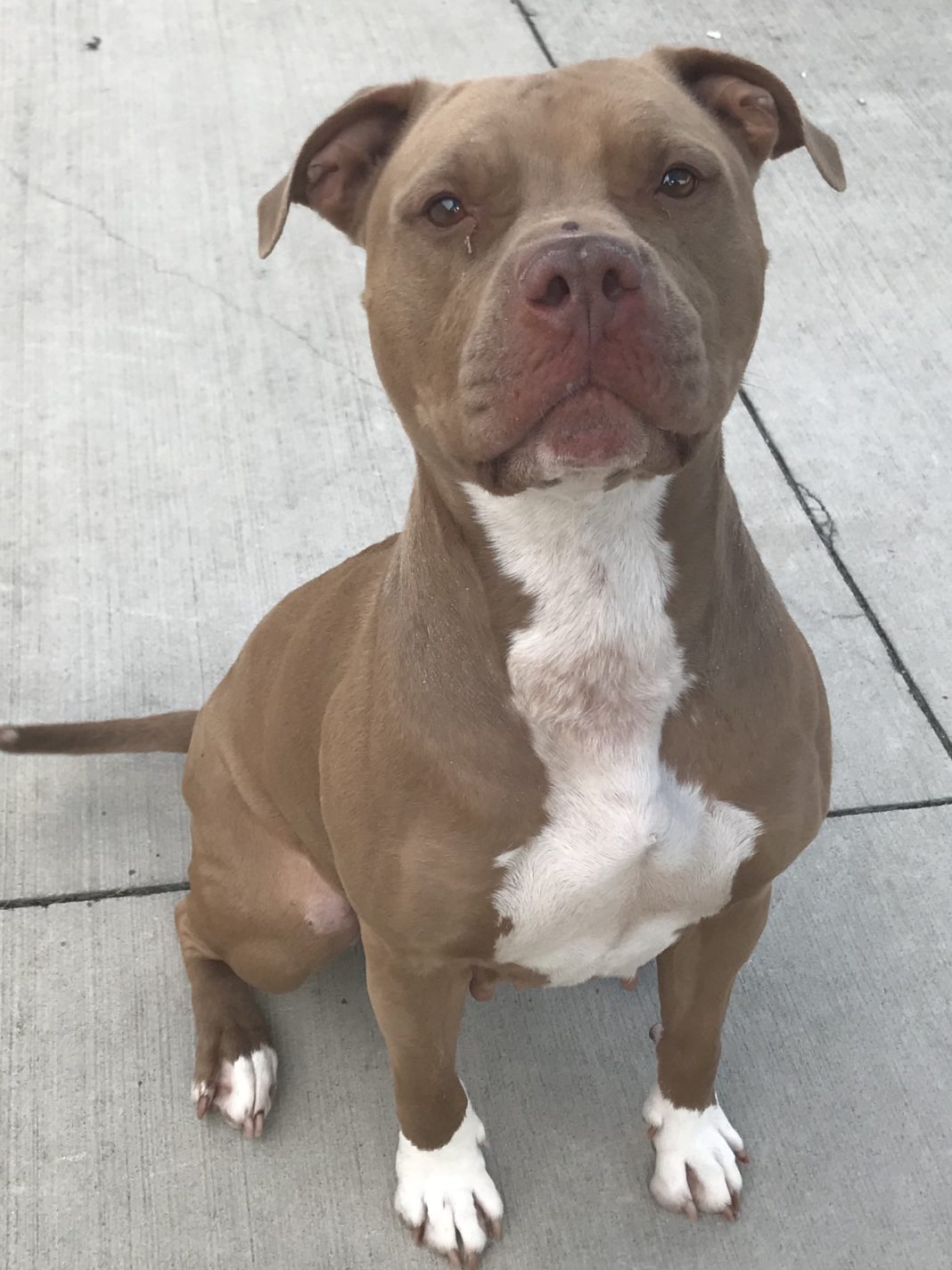 These Pets Want To Be Your Valentine