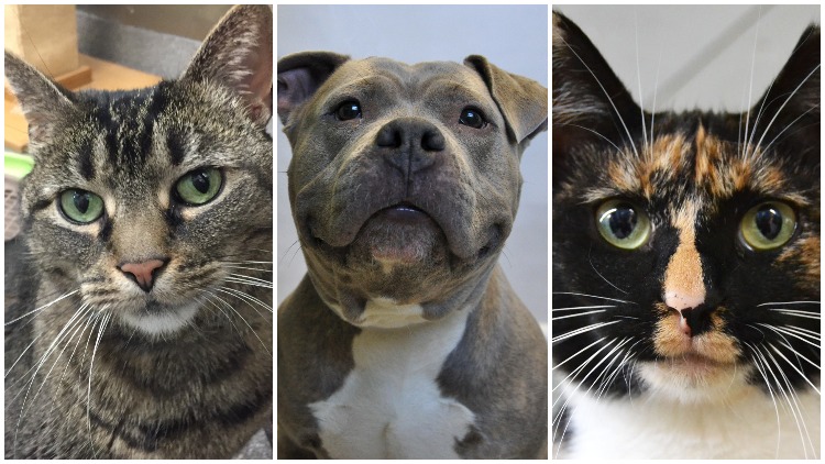 7 Pets That Will Make Your Home Complete