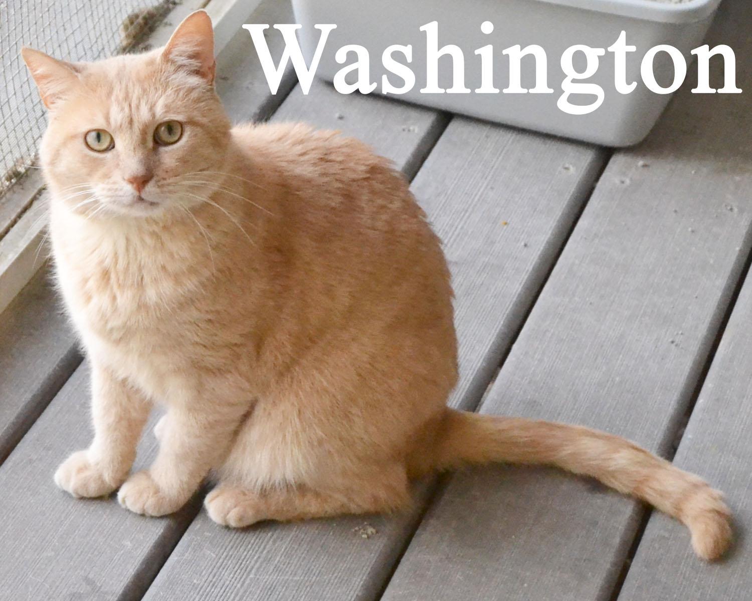 11 Dogs, Cats That Will Paw Their Way Into Your Heart