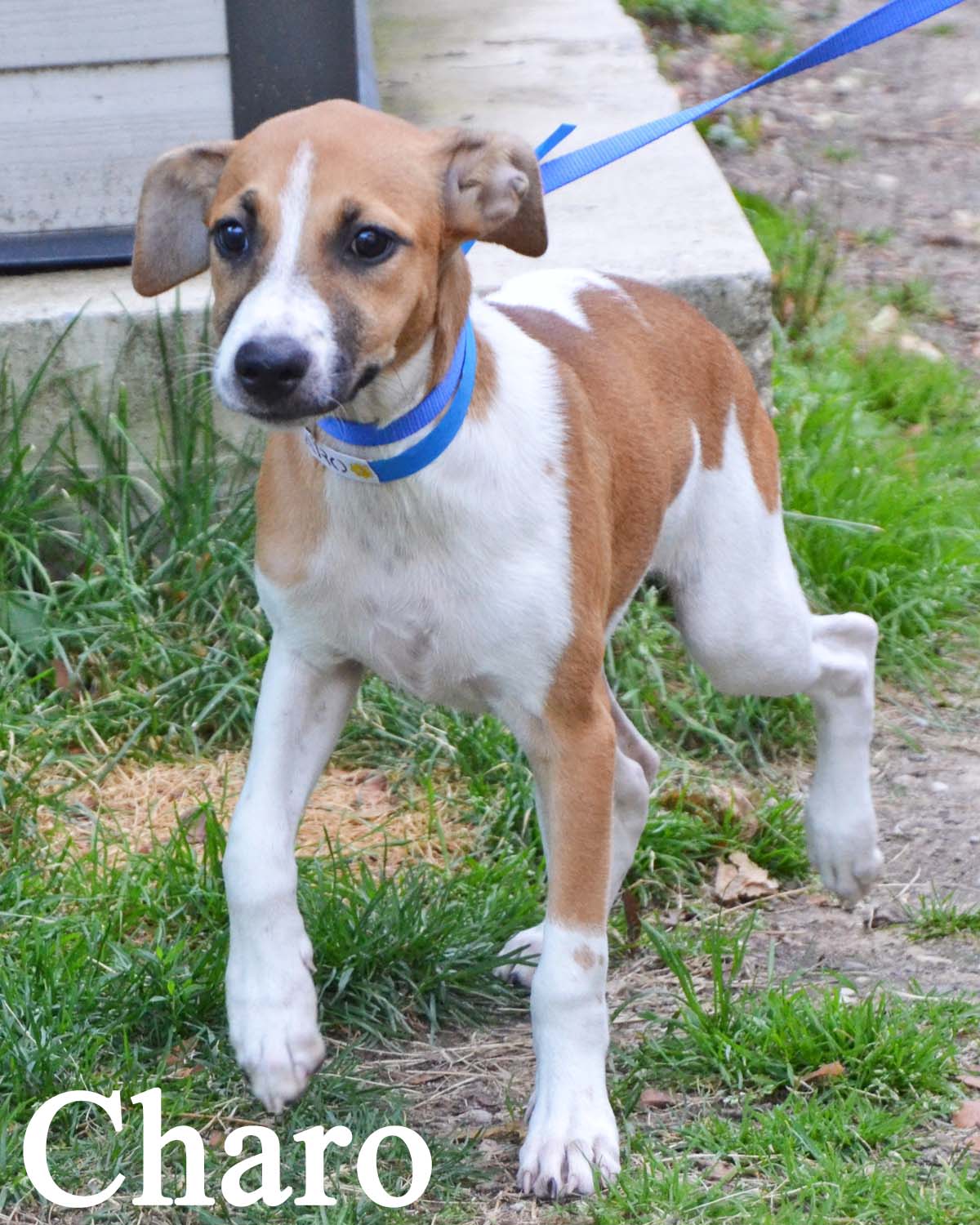 Dog Rescued From Meat Trade Among Those Up for Adoption on Long Island