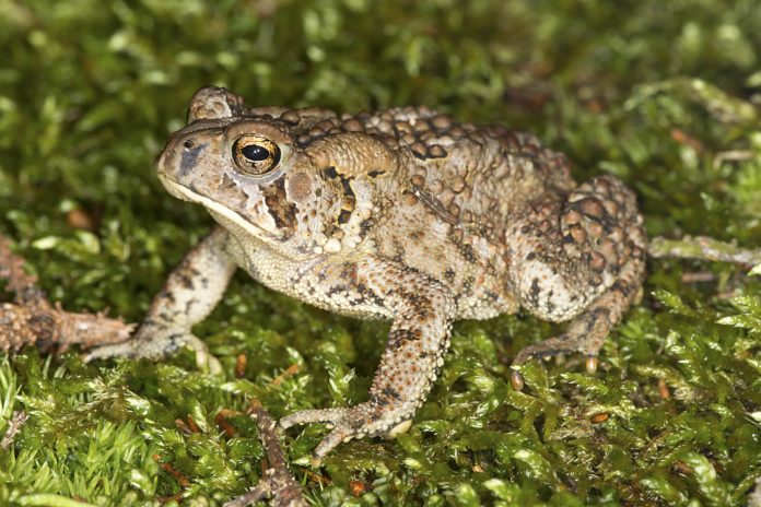 Long Island’s Toad-ally Misunderstood Amphibians