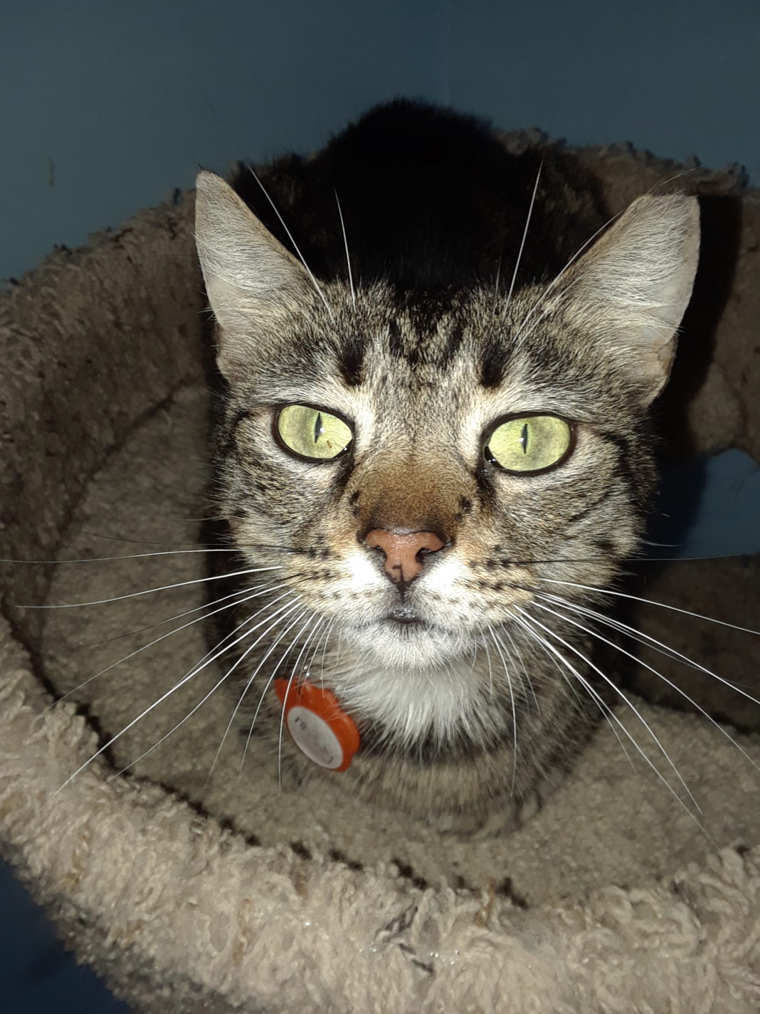 Cat Named Oregano Among Spicy Pets Up For Adoption On Long Island