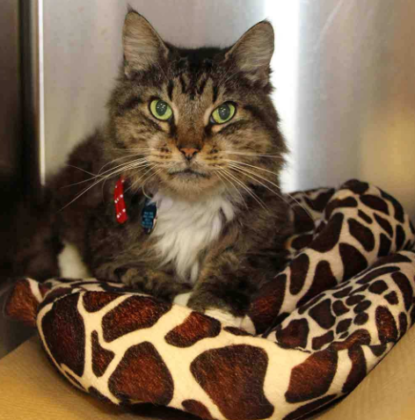 Cat Named Oregano Among Spicy Pets Up For Adoption On Long Island