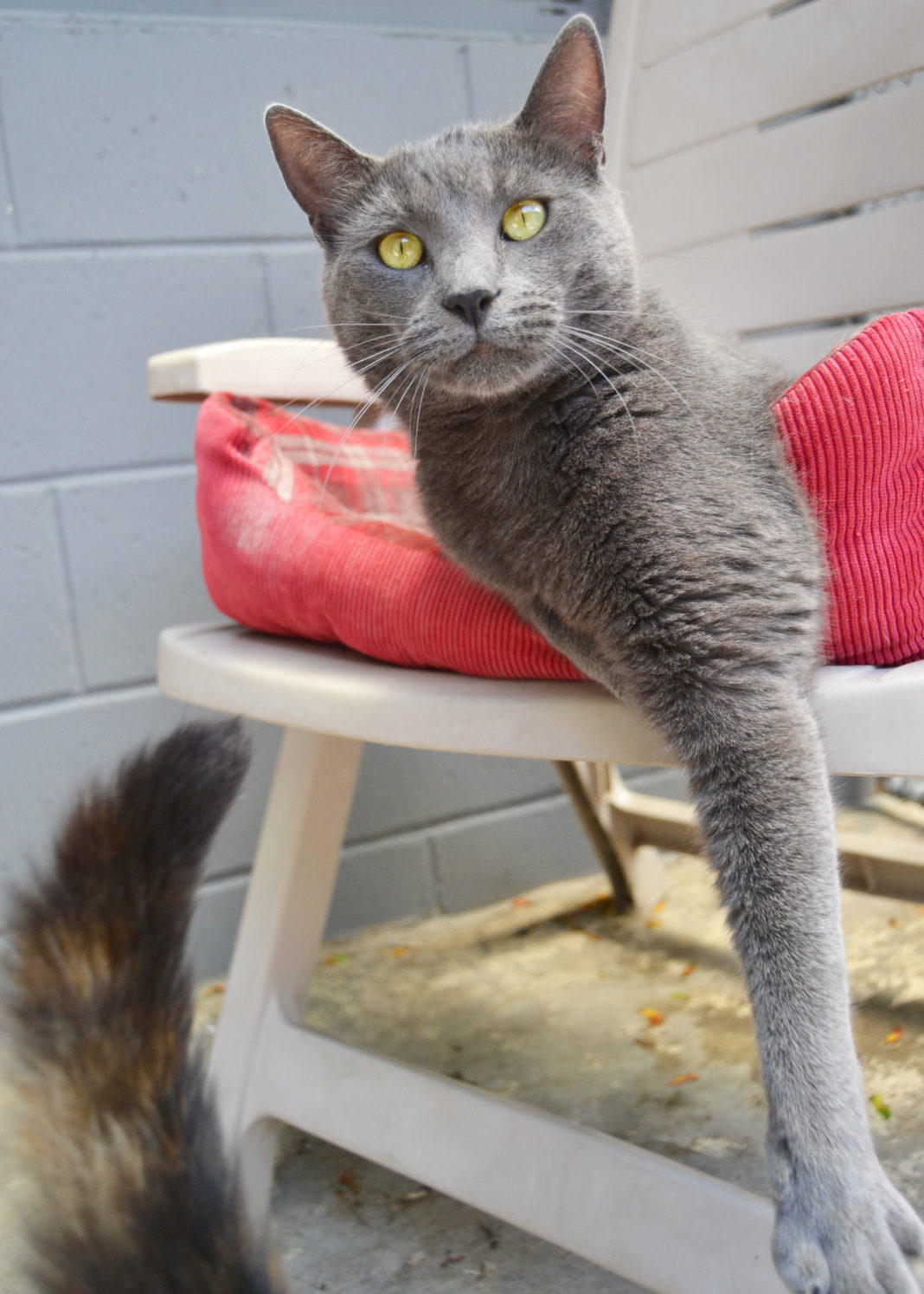 Cat Named Oregano Among Spicy Pets Up For Adoption On Long Island