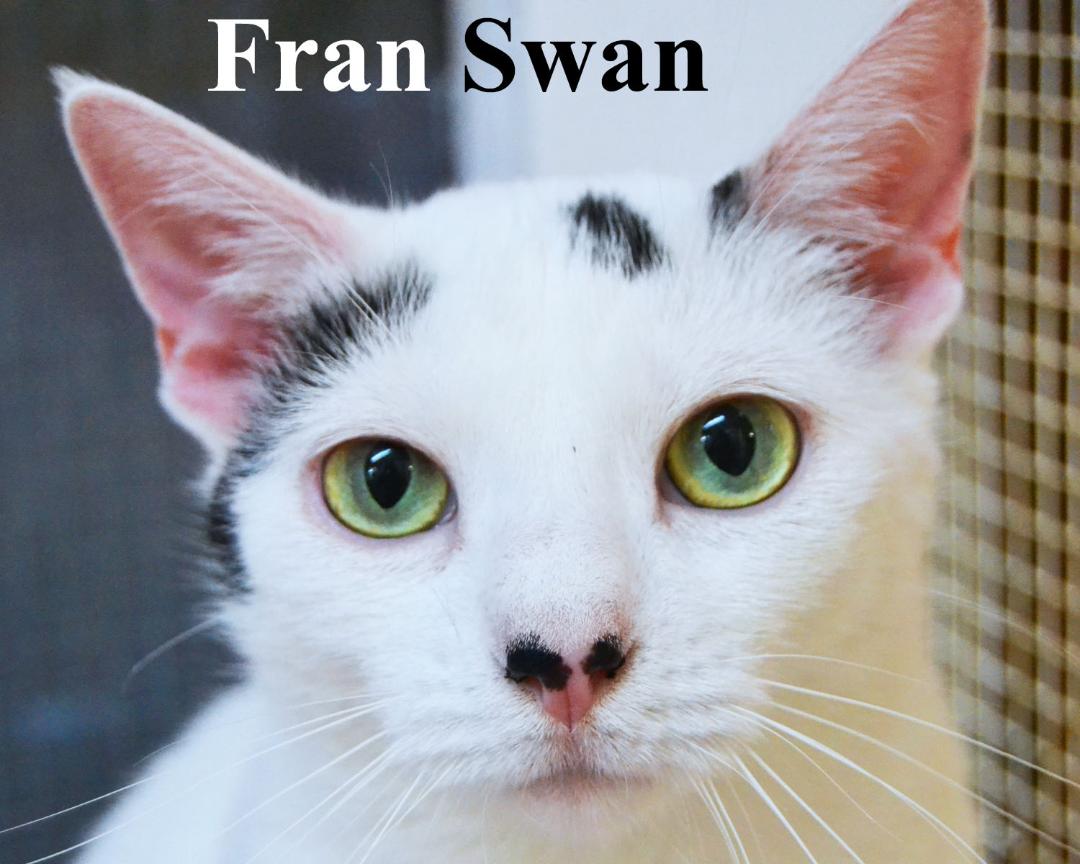 11 Cats, Dogs That Want To Start The New Year With You