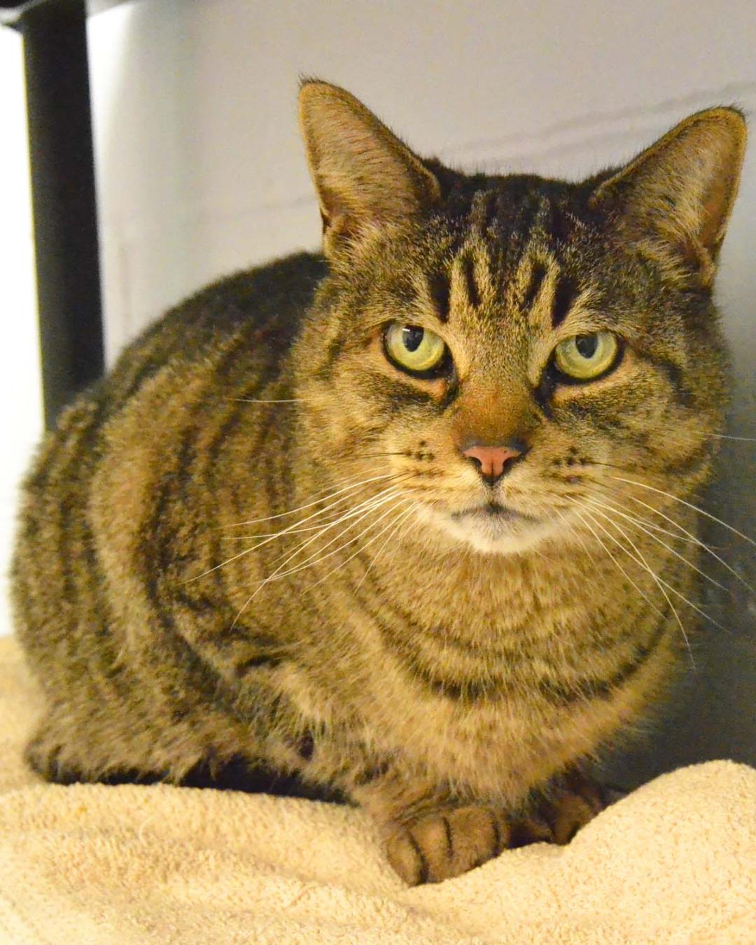 Cat in Shelter Since 2015 Among Pets Up For Adoption on Long Island