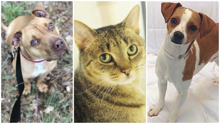 11 Cats, Dogs That Will Make Your Spring Complete