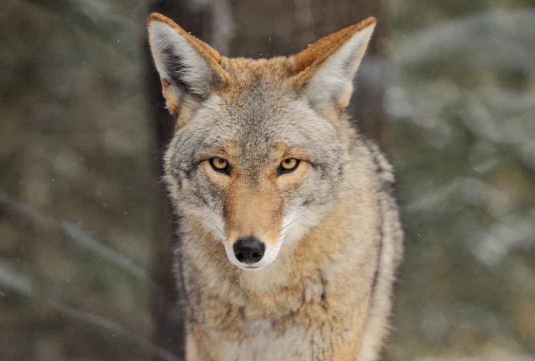 For Wily Coyotes, Long Island The Final Frontier