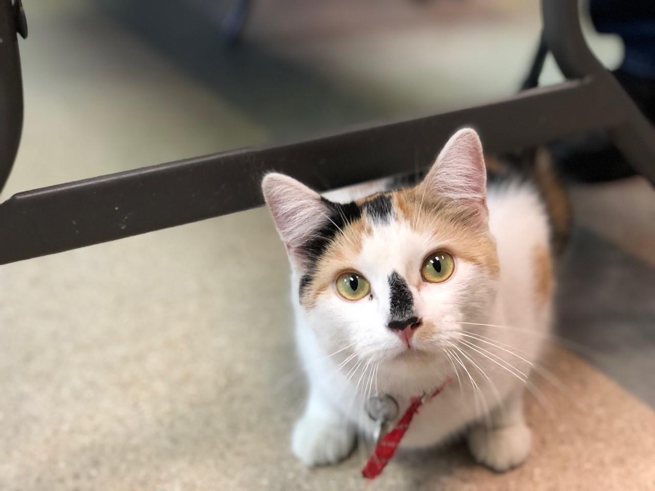 13 Cats, Dogs That Want To Celebrate Independence Day With You