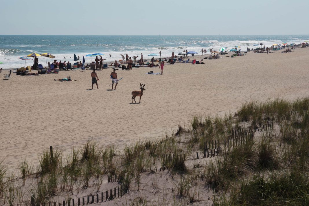 Ocean Beach: Fire Island’s Summer Playground