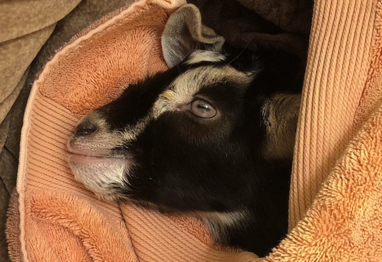 Discovery of Abandoned Goat Leads To Search For Humanity