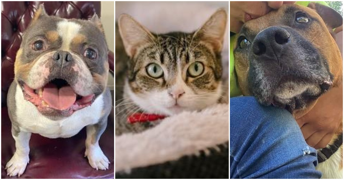 These Pawesome Pets Up For Adoption Will Make Your Home Complete