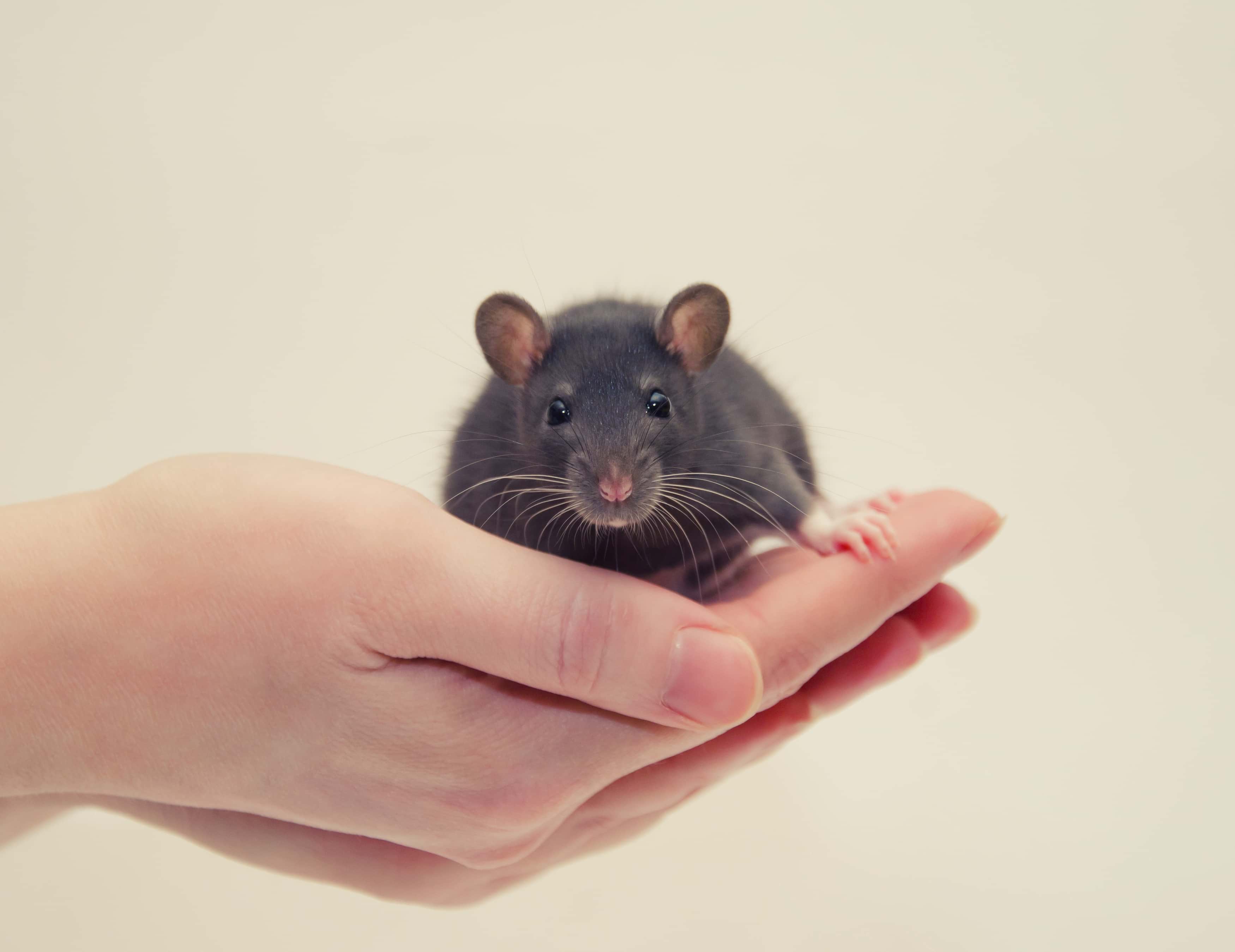 Why Pet Rats Are Rising in Popularity