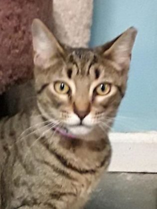 Adopt A Pet or Donate to “Operation Santa Paws” To Help These Animals