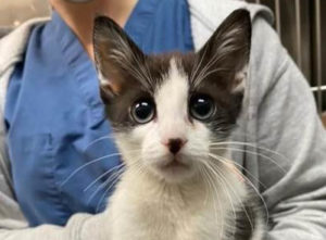 Adopt A Pet or Donate to “Operation Santa Paws” To Help These Animals