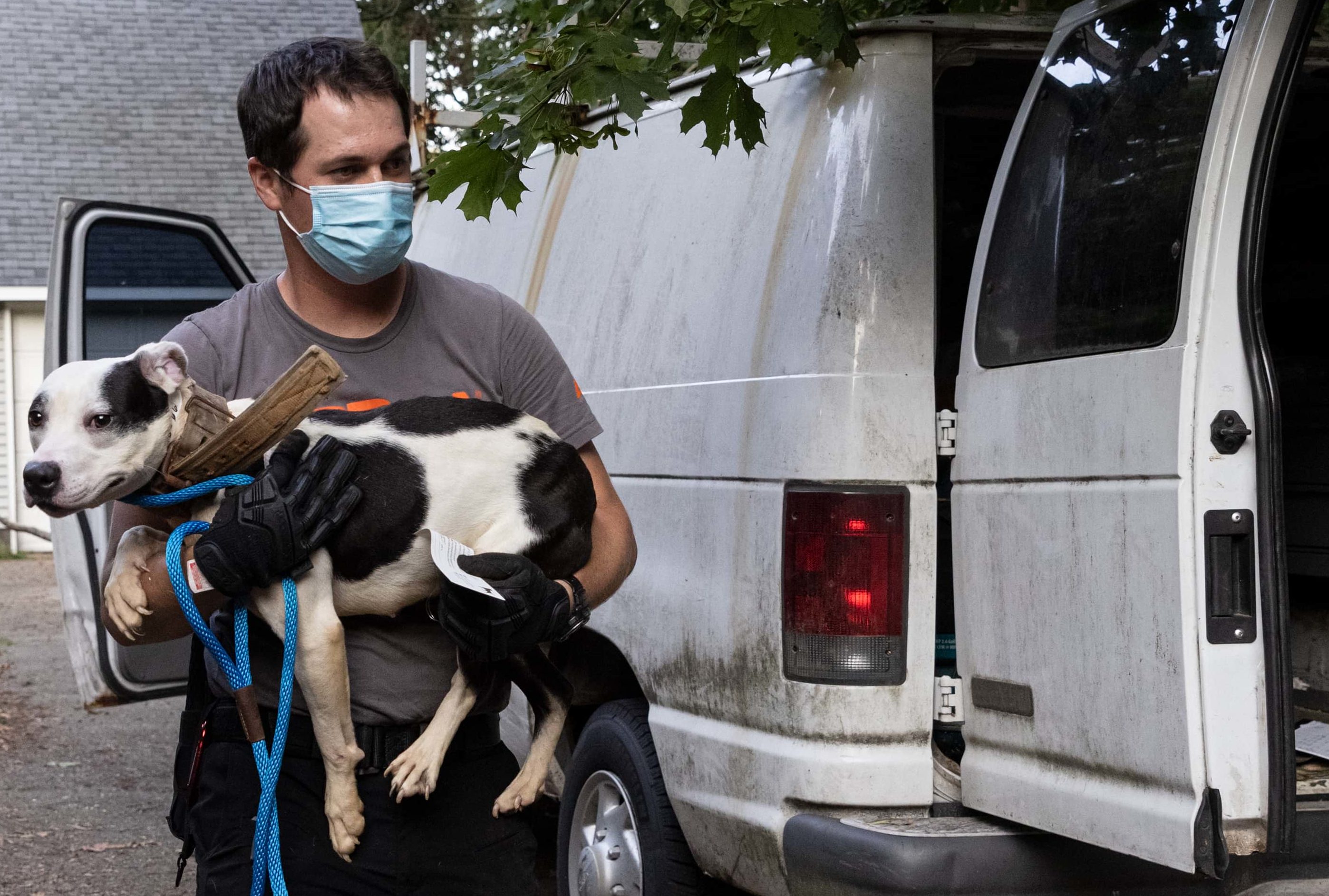 10 Busted for Massive Suffolk Dogfighting Ring