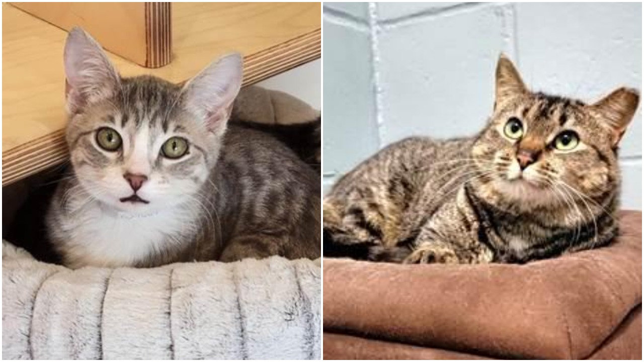 19 Precious Cats to Consider Adopting on Long Island