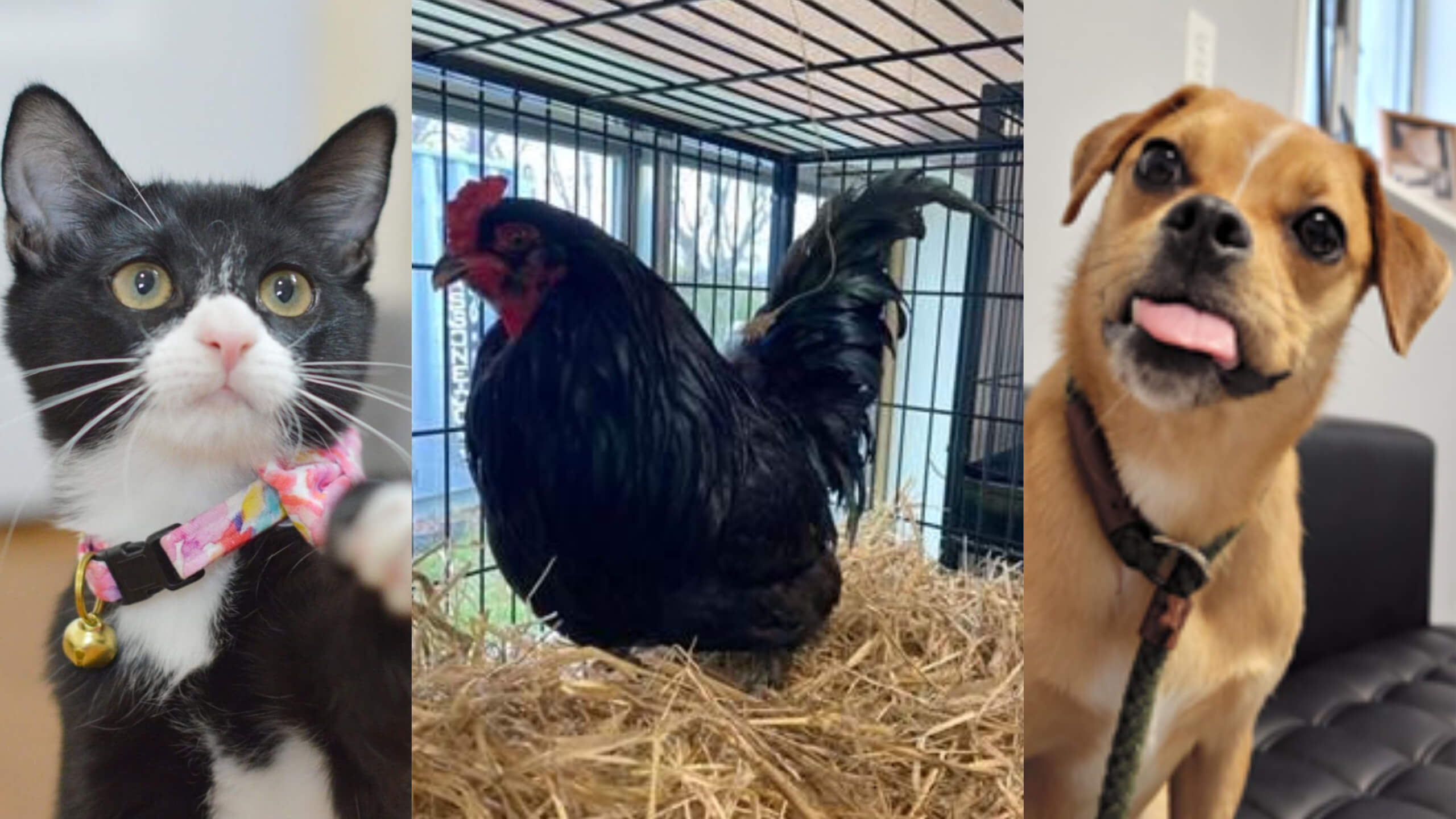 A Rooster for Adoption — Plus 1 Dog and 17 Cats