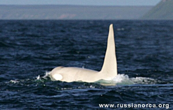 ‘White Orca’ Video Goes Viral
