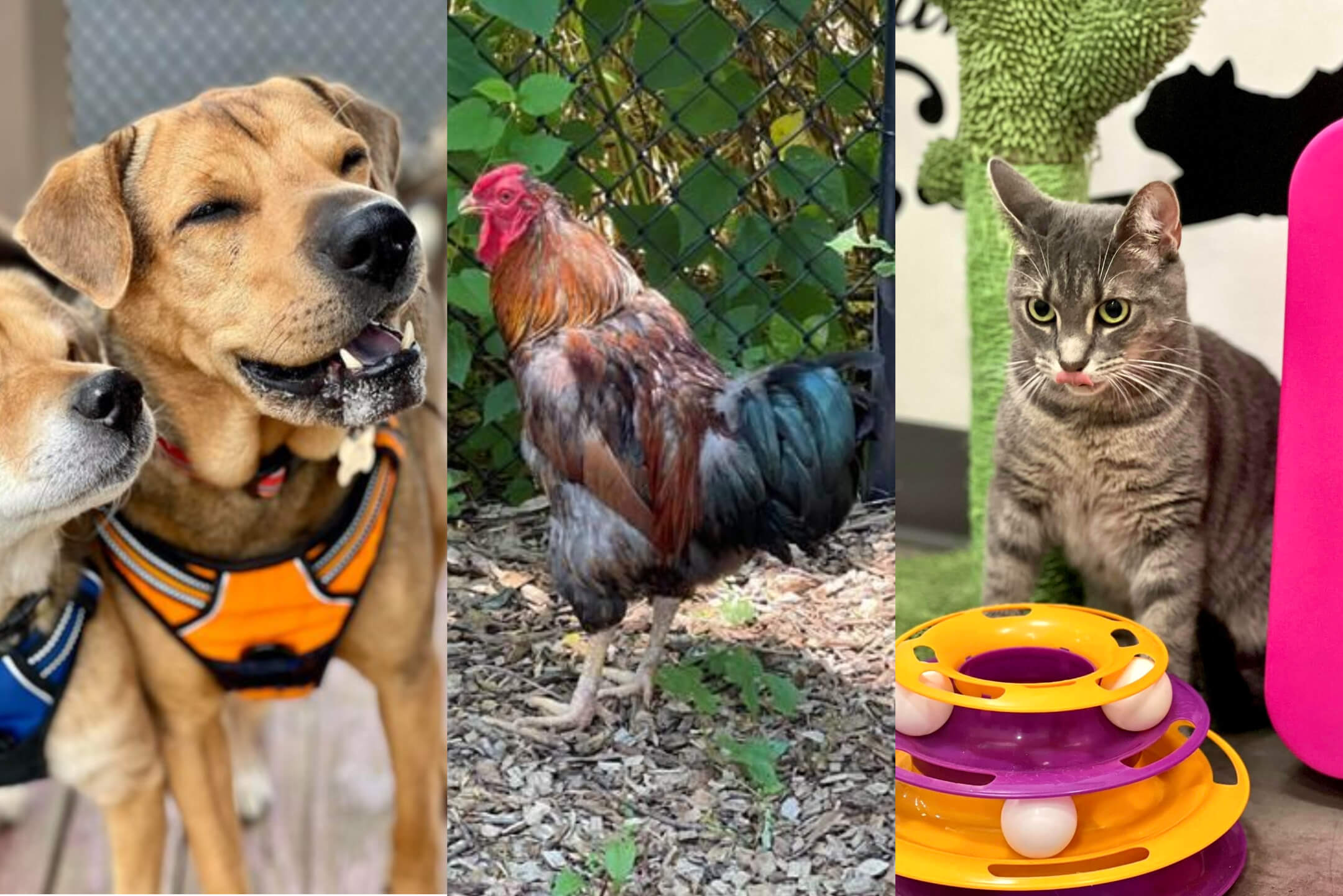 Cats, Dogs, and A Rooster Ready to Be Adopted as Pets