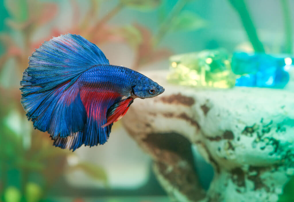 Betta Cruelty Is All Too Common. Here’s How to Properly Care for the ...