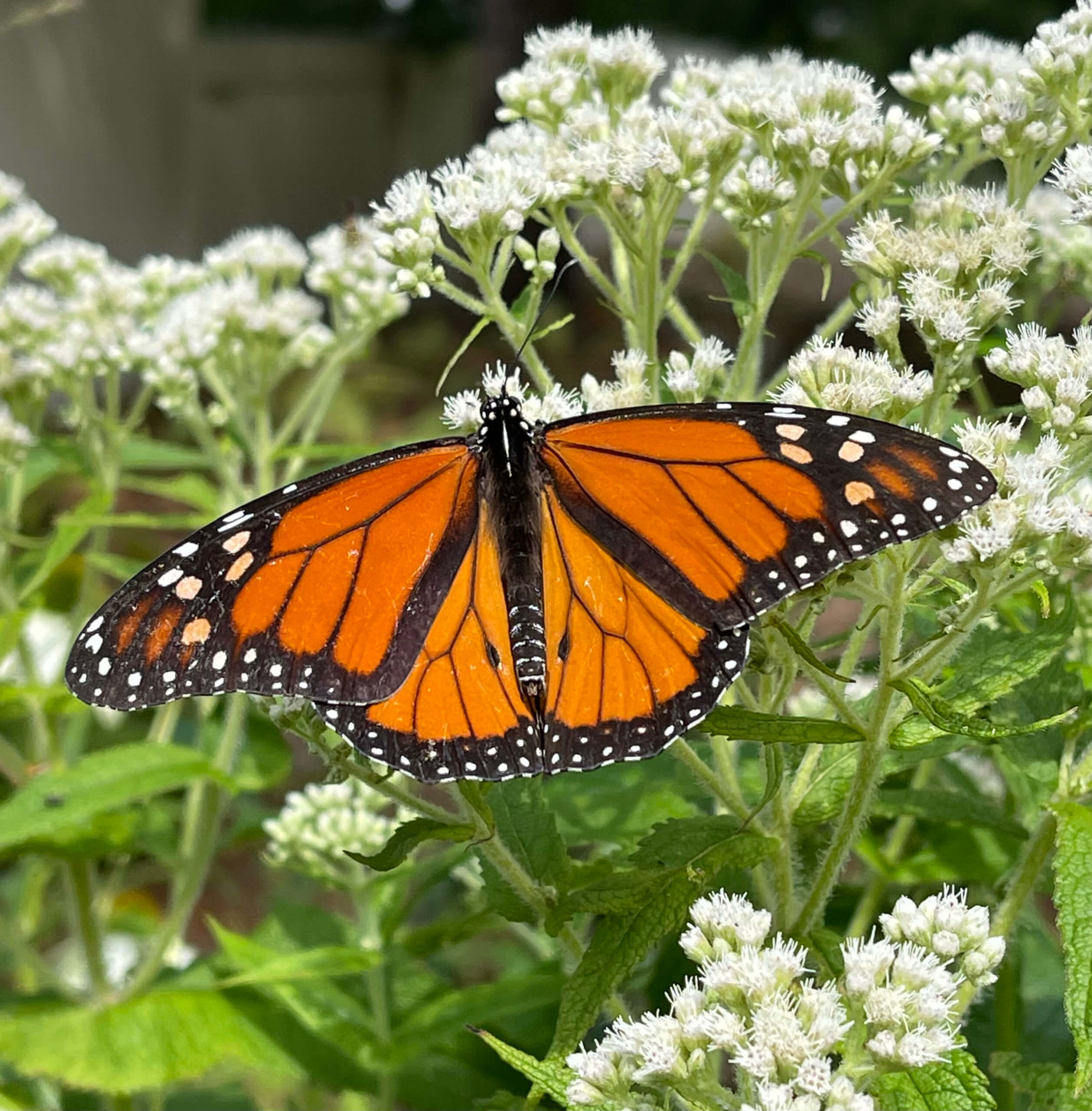 ReWild Long Island Shares How to Protect Butterflies, Garden Insects
