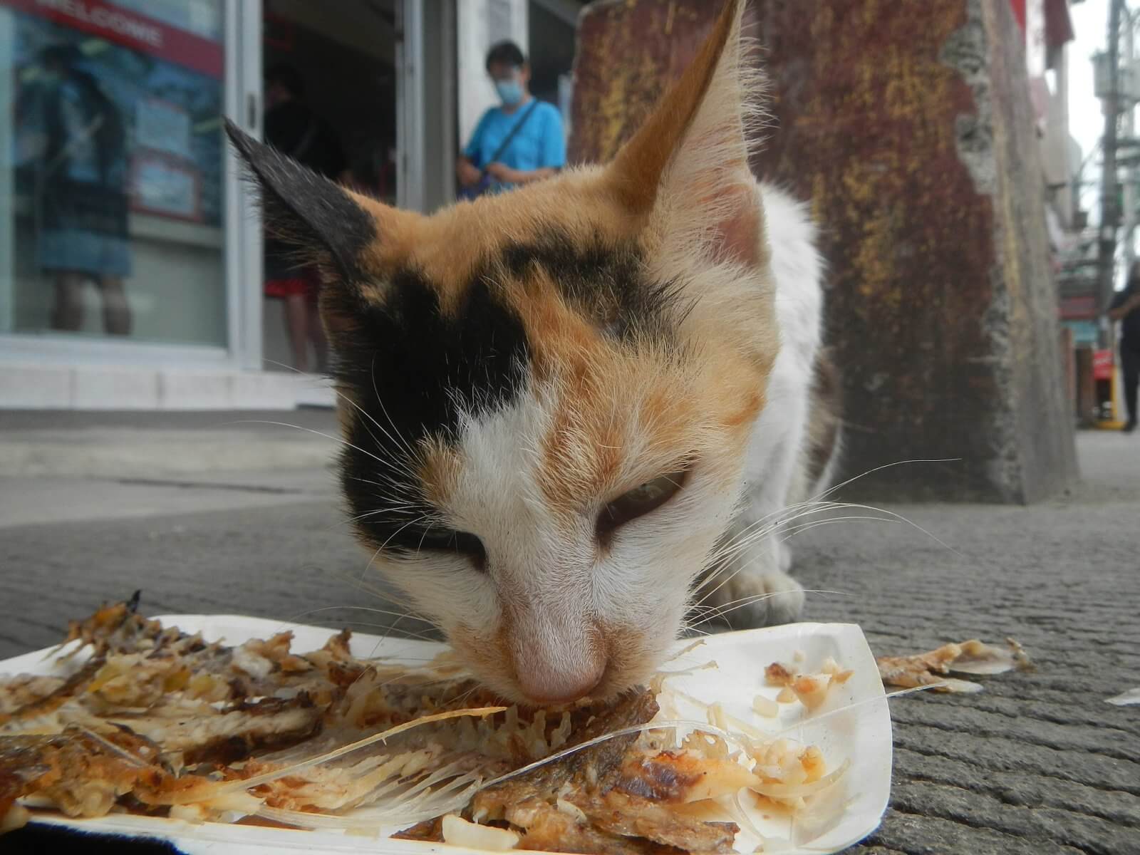 Nix the Kibble: How to Get Your Cat Eating Healthy