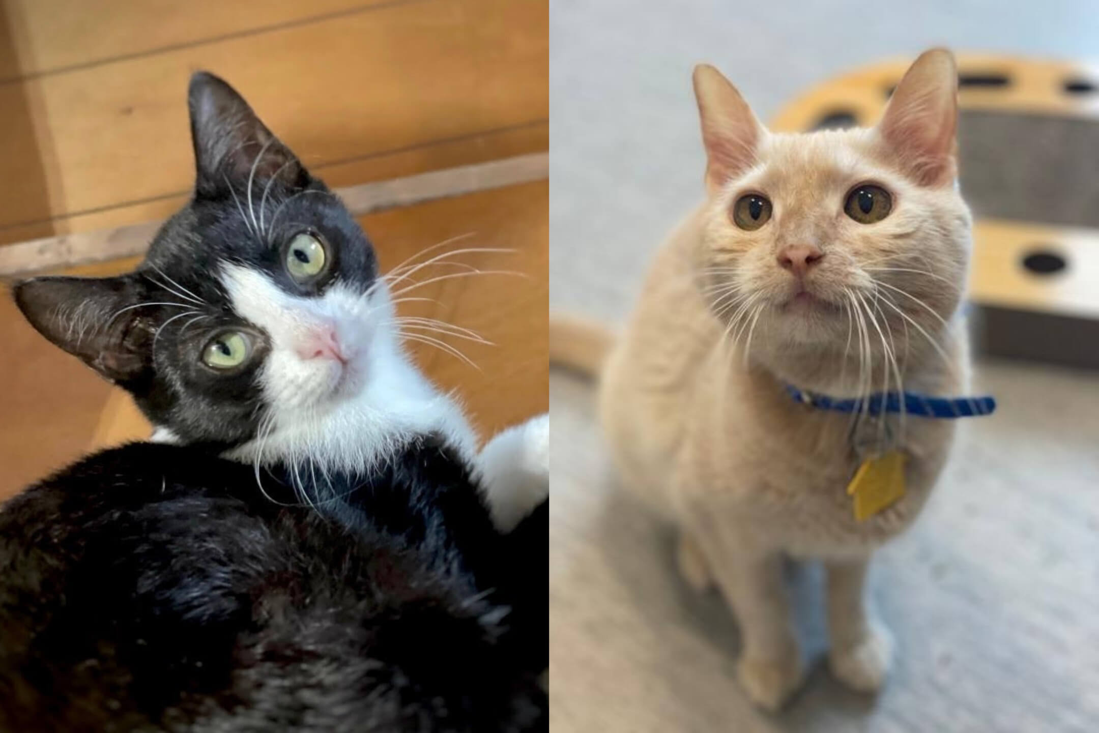 Cats and Dogs to Adopt During Adopt a Senior Pet Month