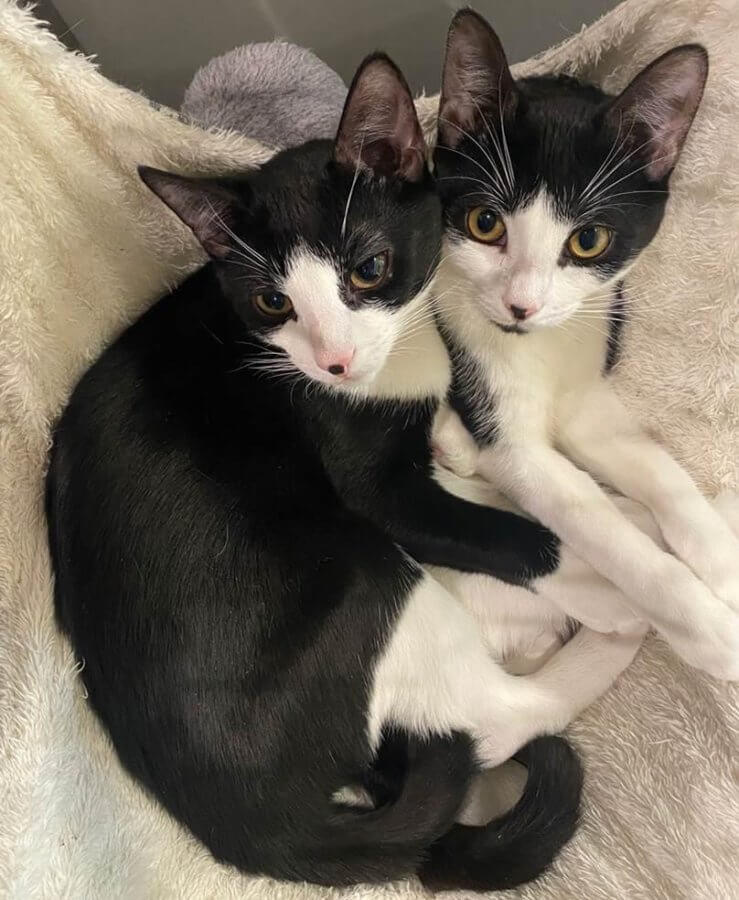 Adopt One of These Cute Cat Pairs from a Long Island Shelter