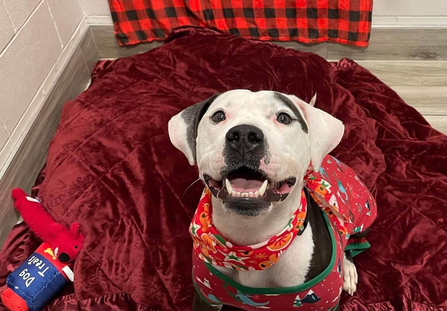 12 Cats and Dogs Available for Adoption on Long Island