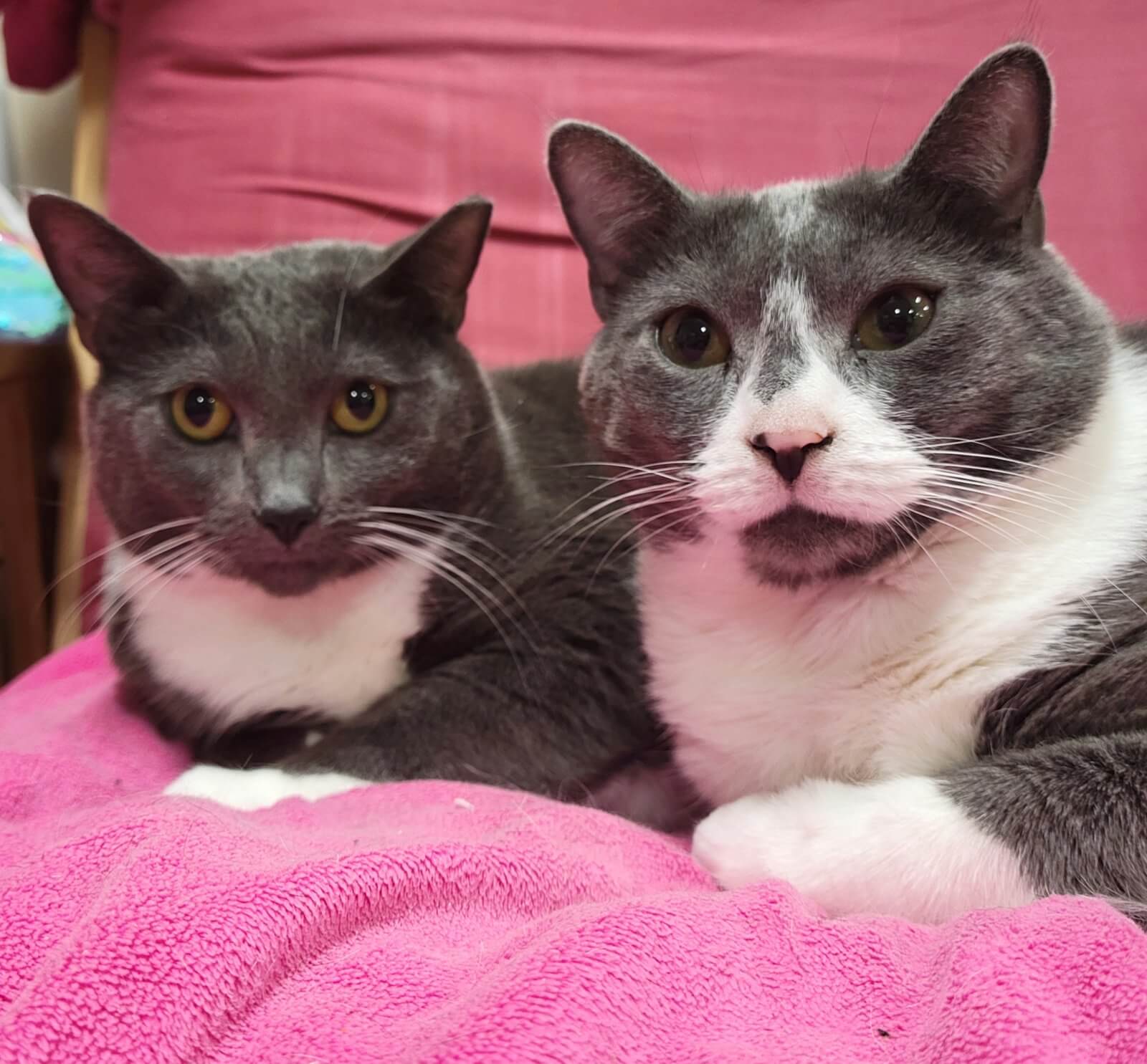 Find Love in a Furry Friend or Two This February