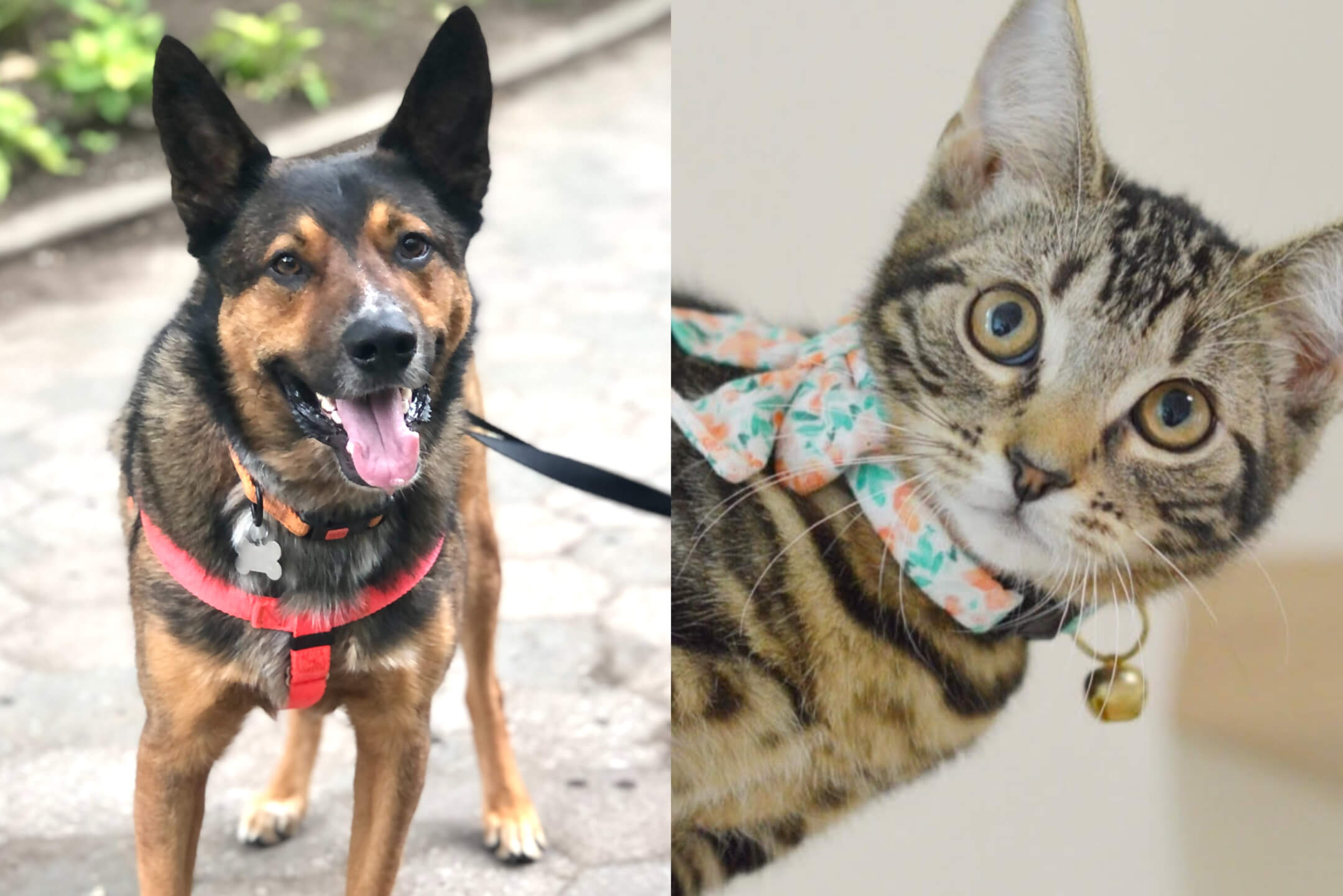 Adopt a Dog for National Walk Your Dog Month — Or a Cat to Cuddle With