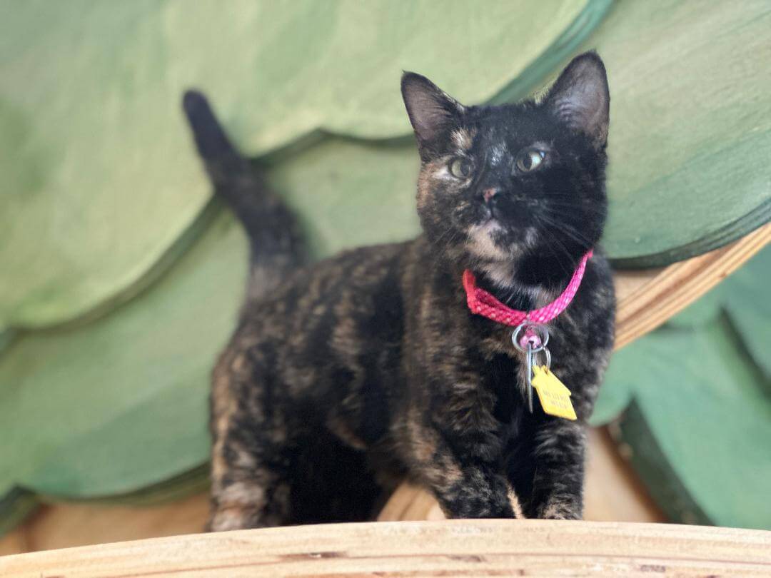 Cats and Dogs in Need of Forever Homes on Long Island, Plus Adoption Events