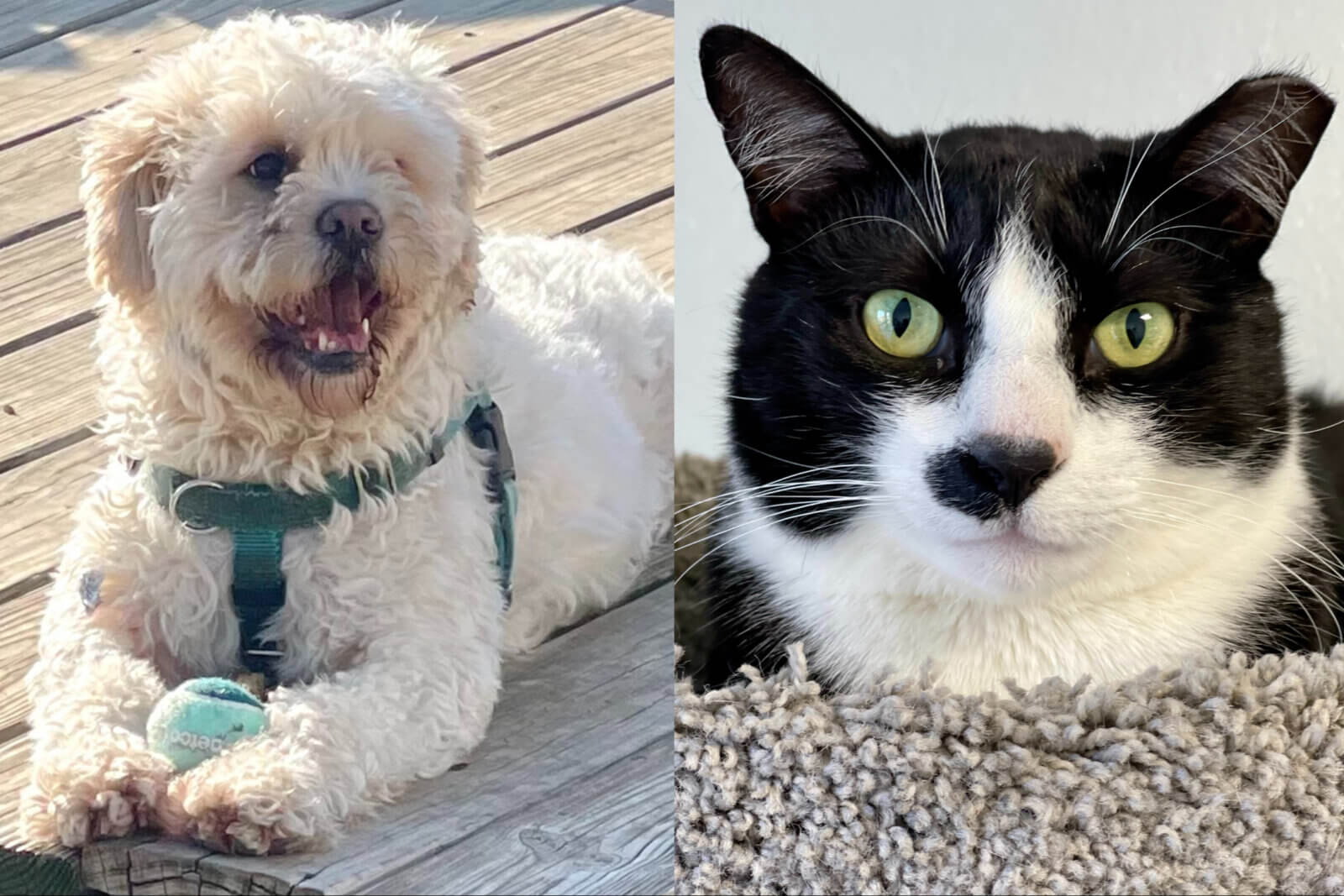 Bring Home Nothing But Smiles When You Adopt a Pet on Long Island