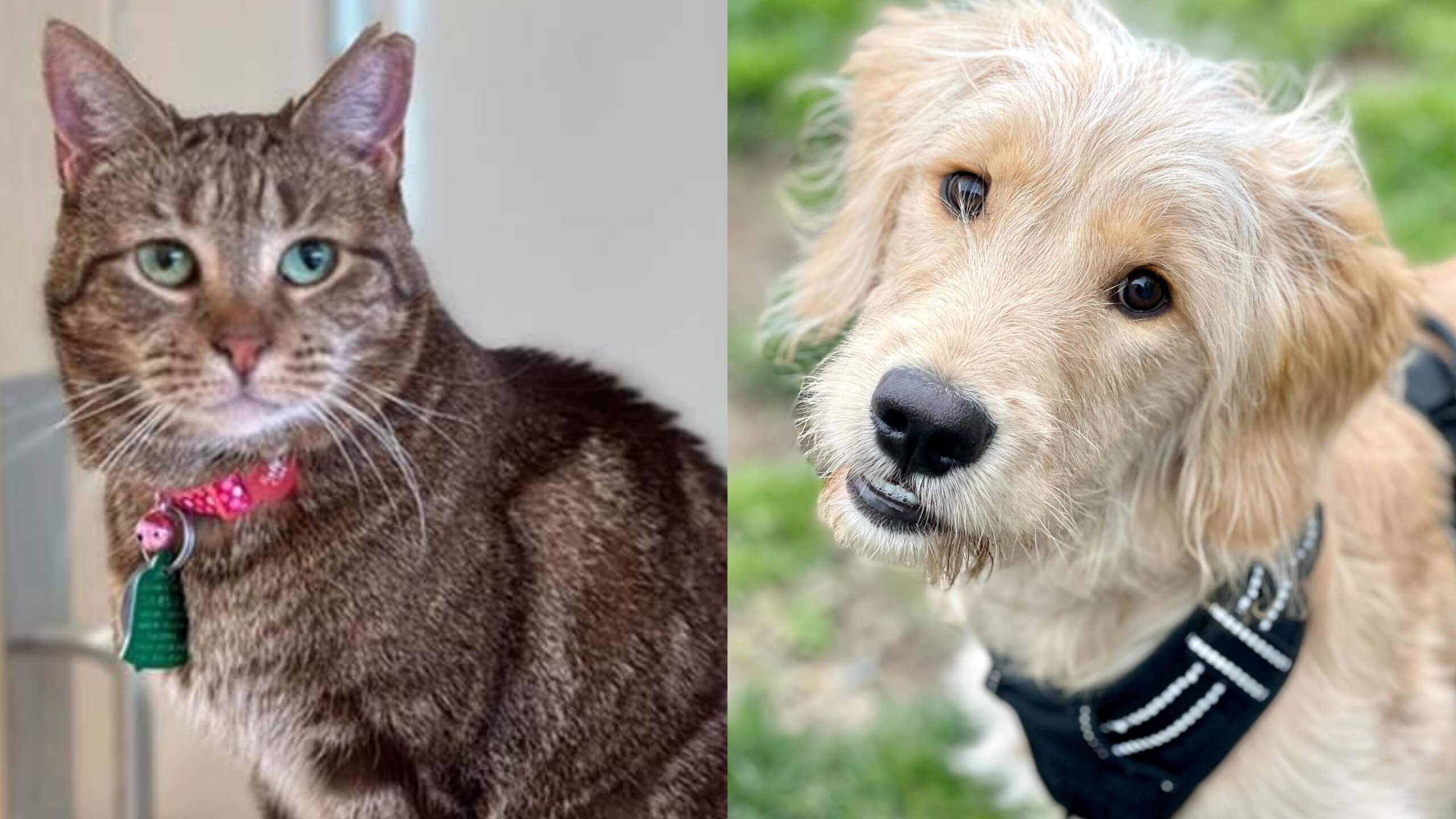 These Adoptable Pets Are As Sweet As Can Be