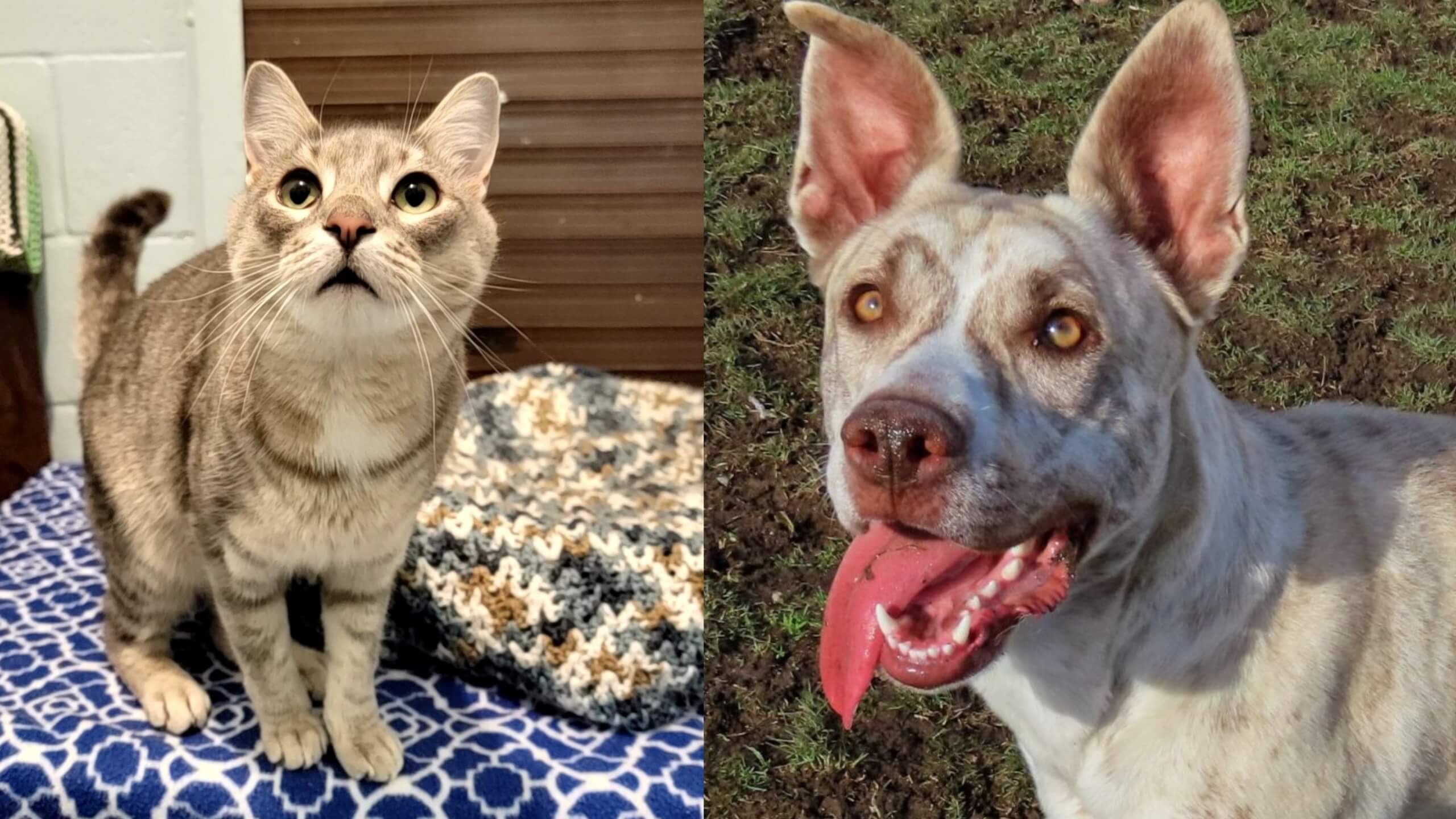 5 Cats & 1 Dog Available for Adoption on Long Island