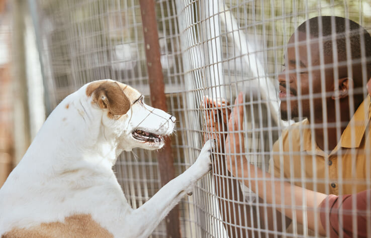 Here’s Why Animal Shelters Are So Important in Your Community
