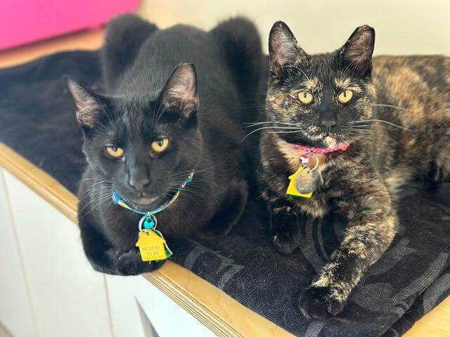 June Is Adopt a Shelter Cat Month. Here Are Some Cool Cats Available on ...