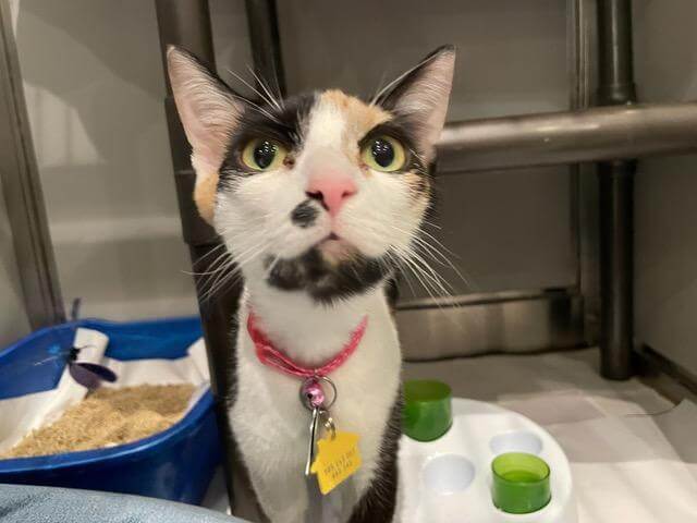 June Is Adopt a Shelter Cat Month. Here Are Some Cool Cats Available on ...