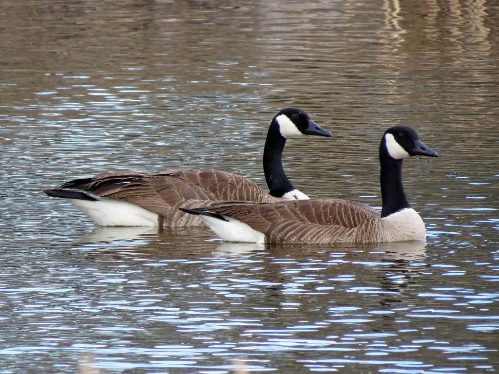 Canada Geese, Love Them or Hate Them, Are Here To Stay On Long Island