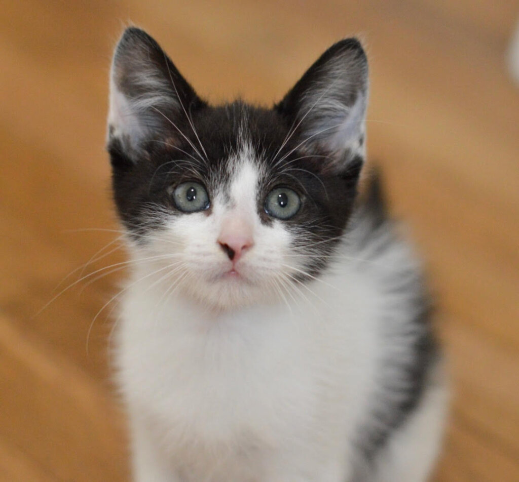 Five Cats Available for Adoption on Long Island