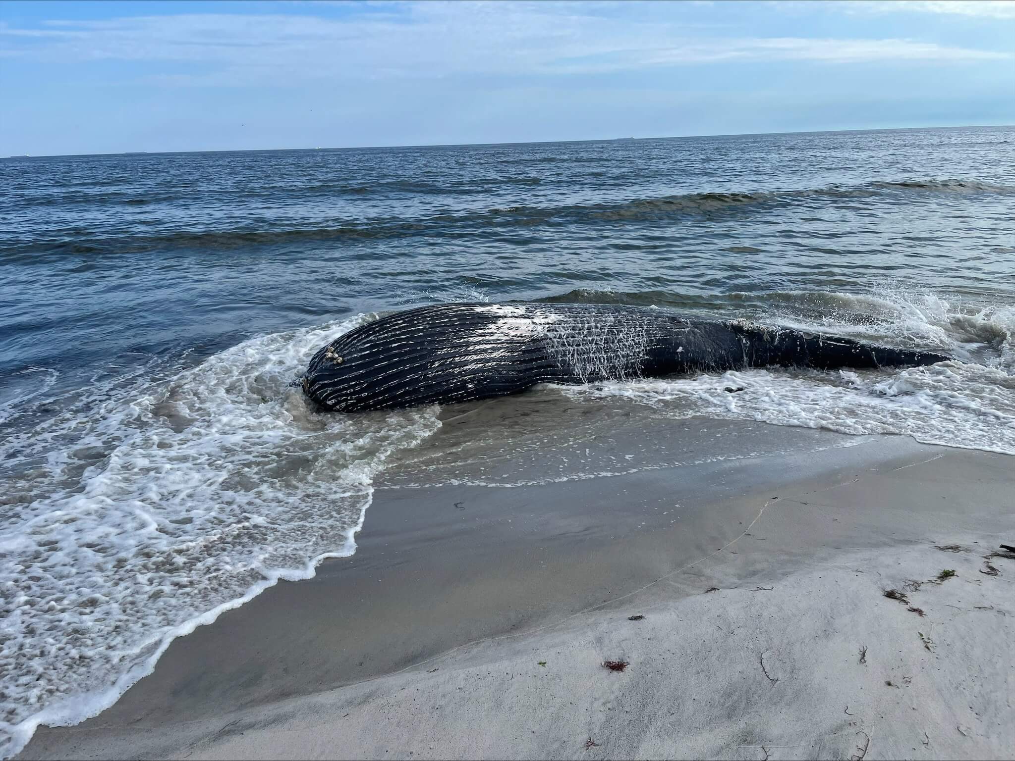 Dead Whale Washes Up On Long Beach