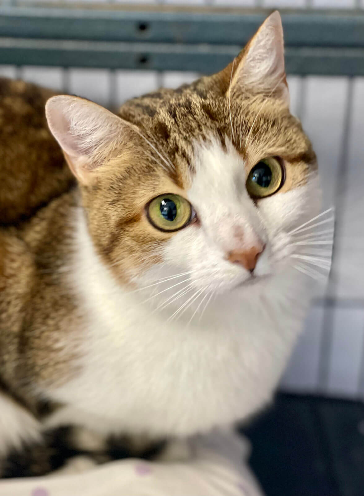 Autumn Weather Is Here — Celebrate By Adding A Friend To Your Brisk ...