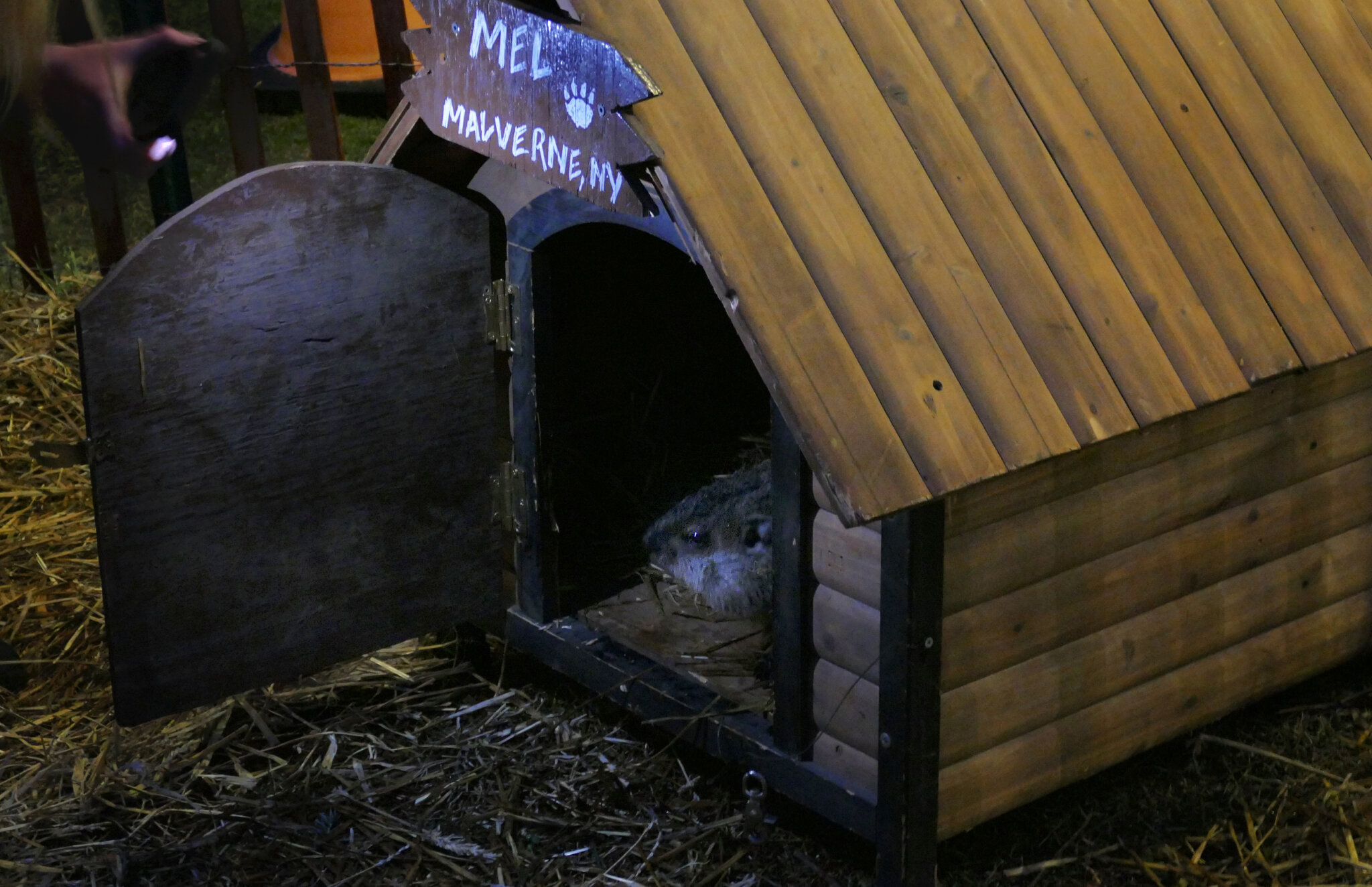 Holtsville Hal, Malverne Mel Make LI Groundhog Day Forecast