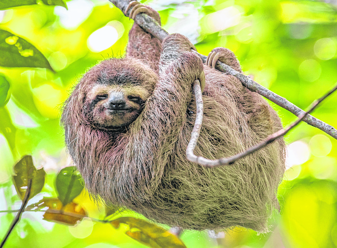 The Sloth King: Long Island’s Joe Exotic Accused of Mistreating Animals ...